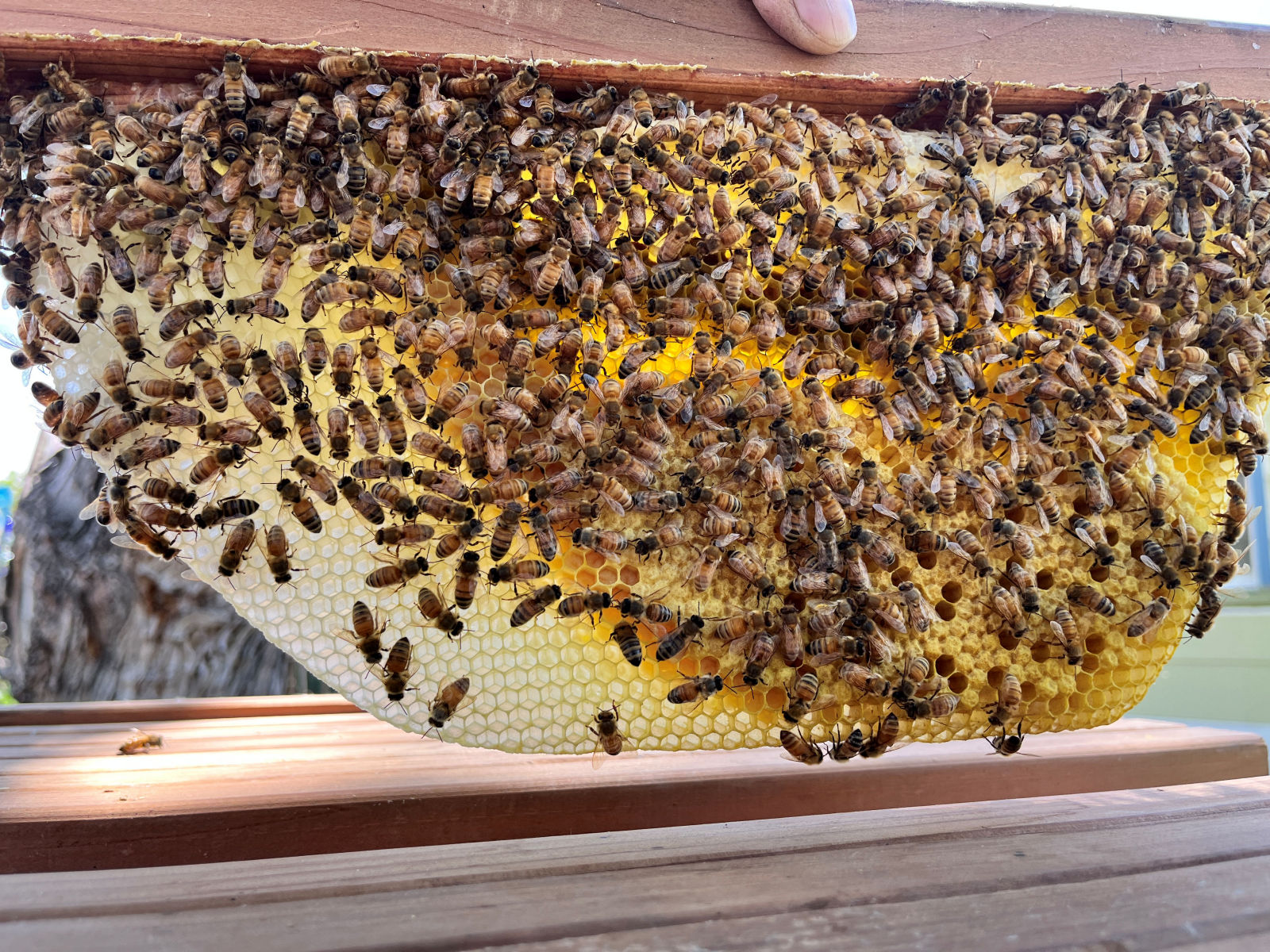Top Bar Bee Hive – Wayside Woodworks